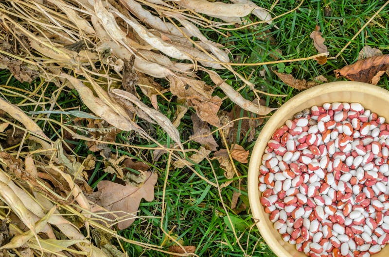 Yellow Plate with Multi Colored Beans Stock Photo - Image of color ...