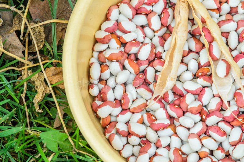 Yellow Plate with Multi Colored Beans Stock Photo - Image of garden ...