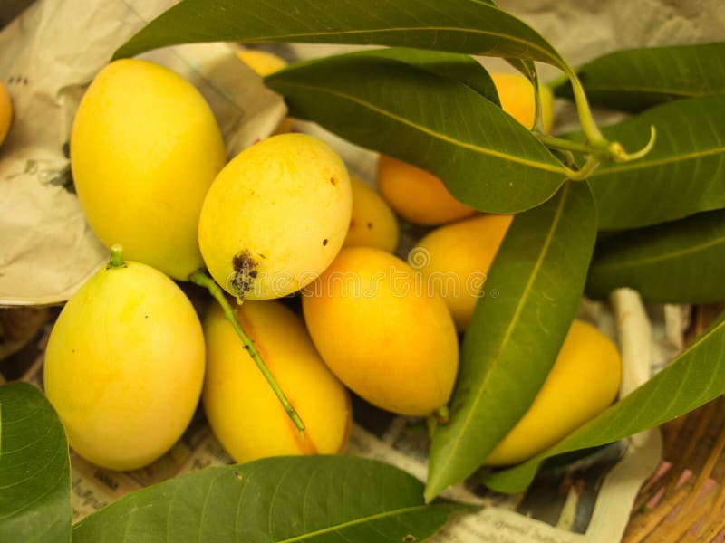 Yellow Plum Mango Fruit stock photo. Image of color, ripe - 93149288
