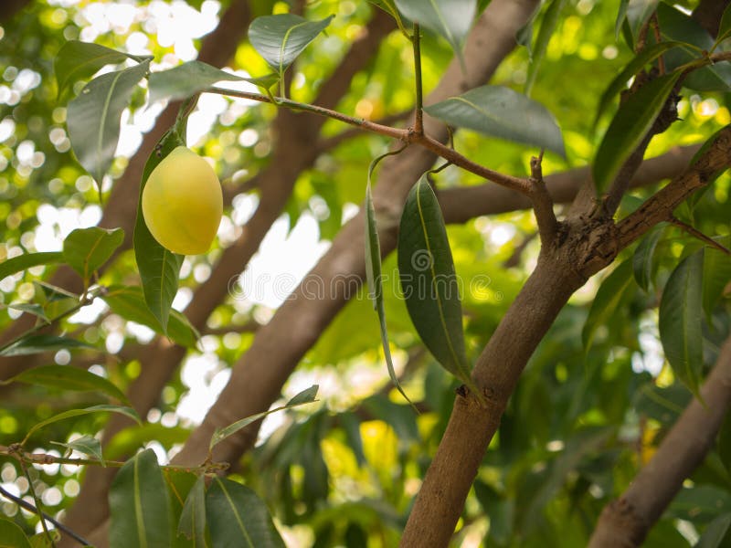 Yellow Plum Mango Fruit stock photo. Image of color, ripe - 93149288