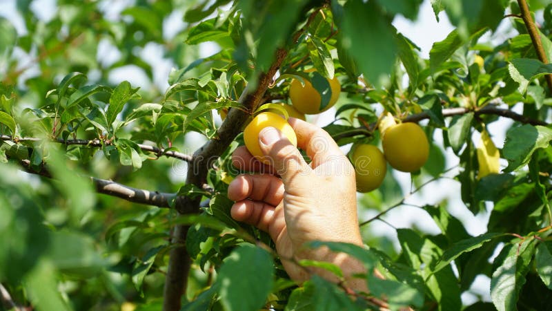 Yellow Plum Prunus Cerasifera Stock Image Image Of Cherryplum