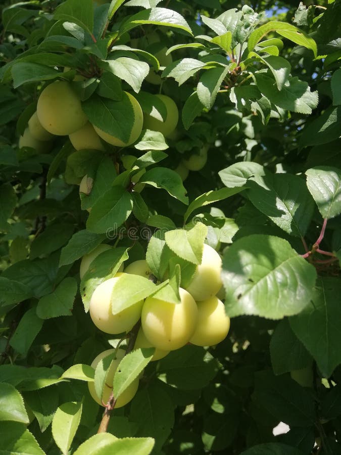 Yellow Plum Tree with Fruit and Leaves Stock Photo - Image of ...