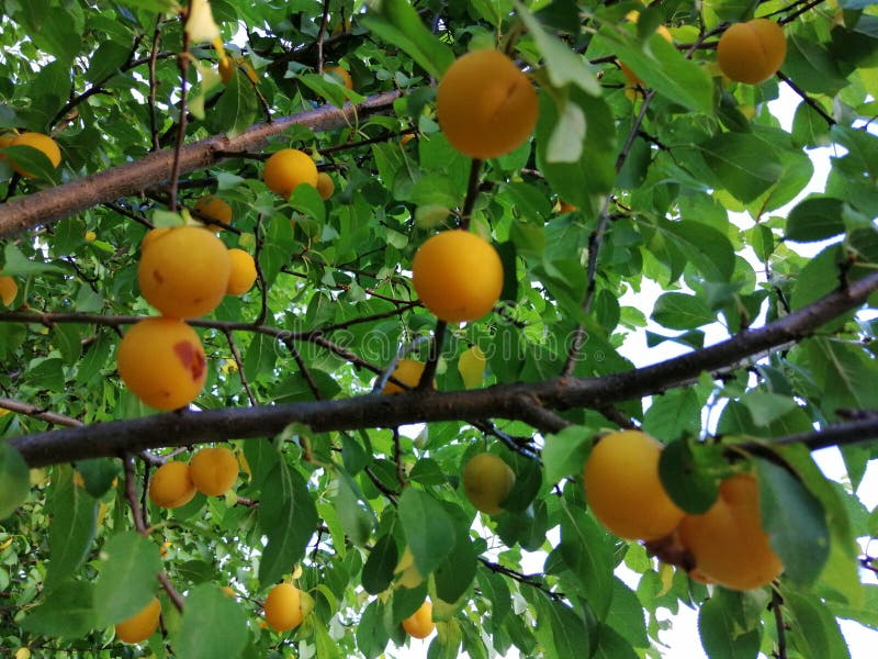 Yellow plum on tree stock image. Image of plum, tree - 156057069