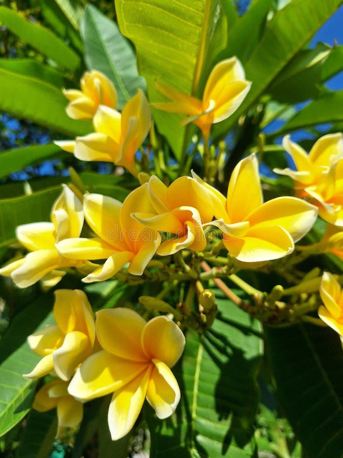 Yellow Plumeria Flowers Blooming in the Sun Stock Image - Image of ...