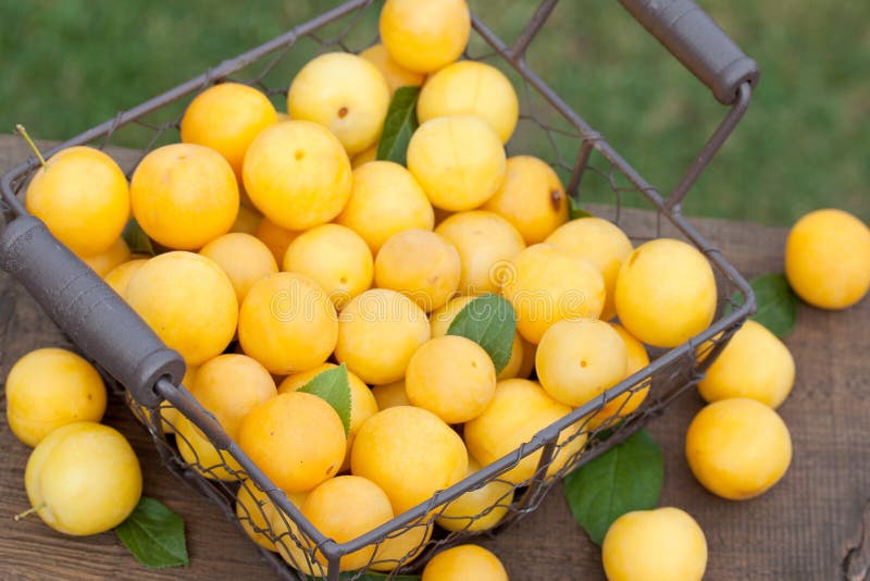 Yellow plums stock image. Image of ripe, season, basket - 38237583