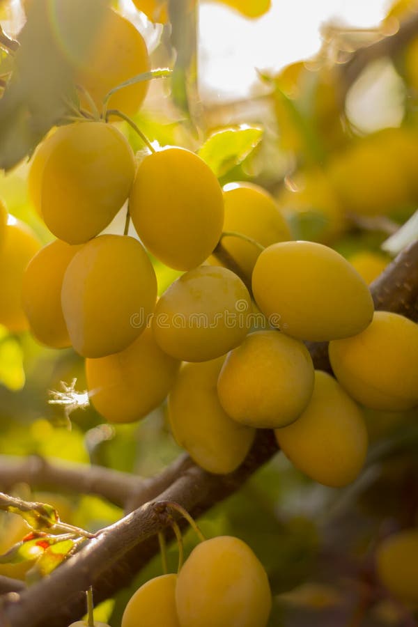 Yellow Plums on a Branch in the Garden in the Sun Stock Image - Image ...