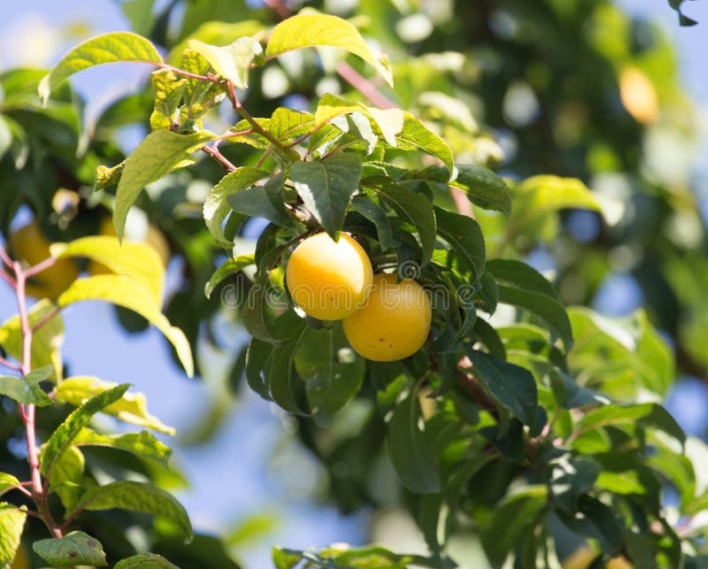 Yellow Plums On The Tree In Nature Stock Image Image Of Delicious
