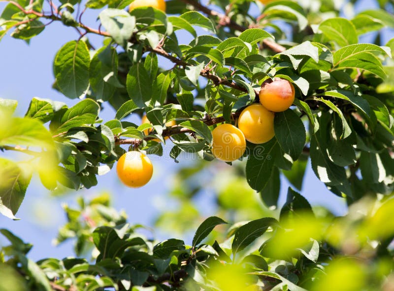 Yellow Plums On The Tree In Nature Stock Image Image Of Delicious