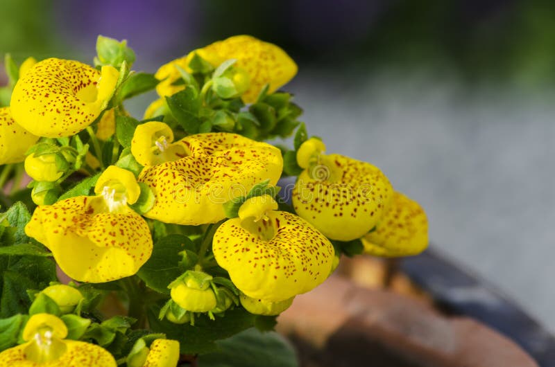 Yellow Pocketbook flower stock photo. Image of slipperwort - 184891282