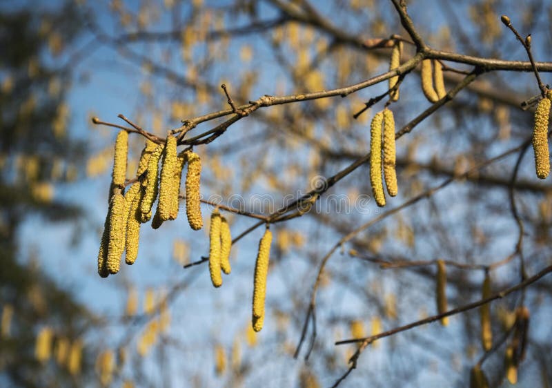 Yellow Pods of the Common Hazel Tree Stock Image - Image of pollen ...