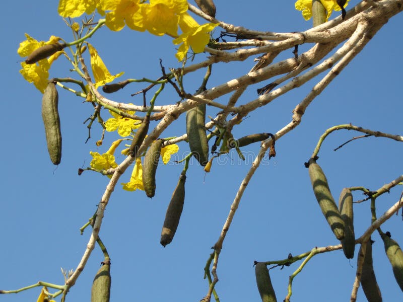 Yellow Pods stock photo. Image of branches, suspended - 65766984