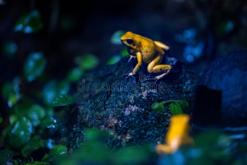 Yellow poison dart frog stock image. Image of endangered - 376874709