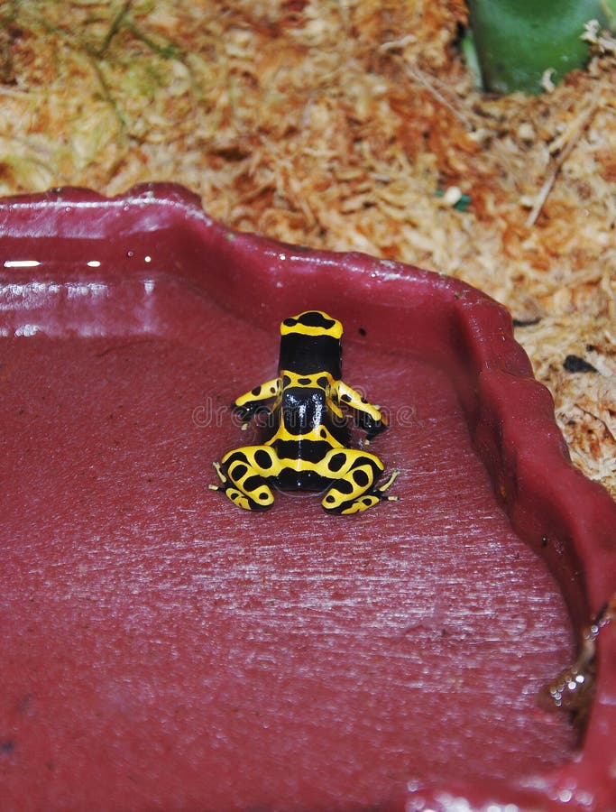 Yellow poisonous frog stock image. Image of forest, green - 28907795