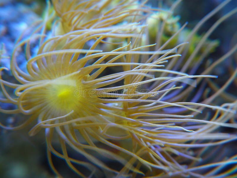 Yellow polips coral stock photo. Image of yellow, polyps - 27643408