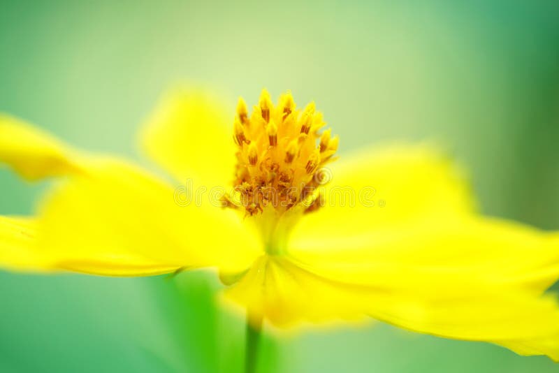 Yellow pollen stock image. Image of spring, autumn, yellow - 38977373