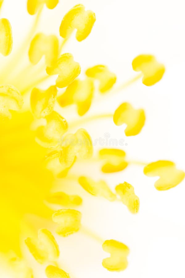 Yellow Pollen on a Flower in Nature Stock Photo - Image of summer ...