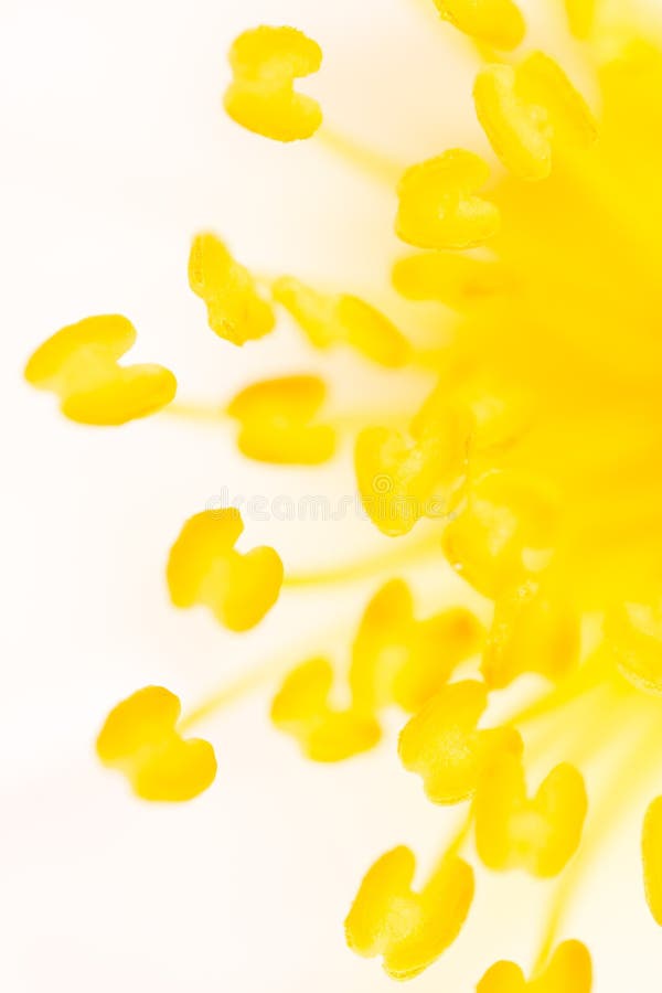 Yellow Pollen on a Flower in Nature Stock Image - Image of bloom ...