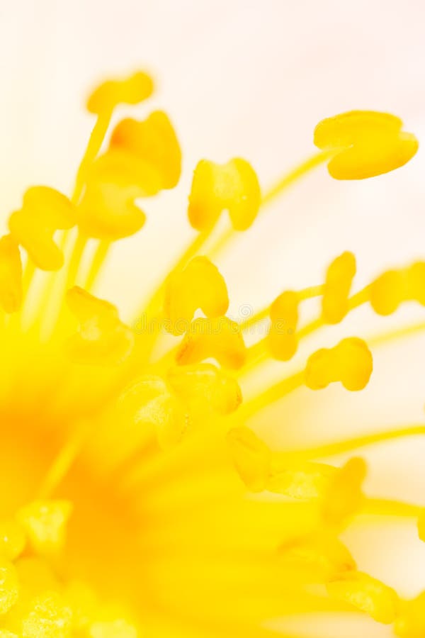 Yellow Pollen on a Flower in Nature Stock Photo - Image of flora ...
