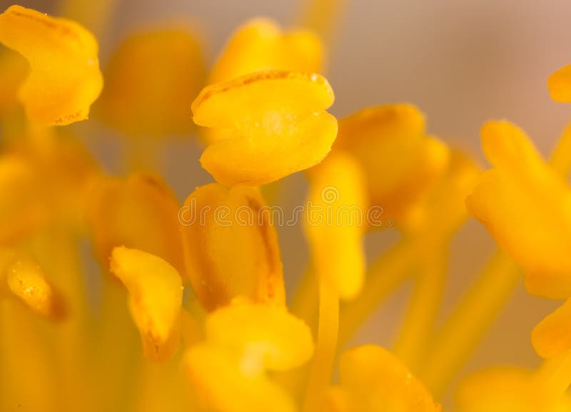 Yellow Pollen on a Flower in Nature Stock Image - Image of bloom ...