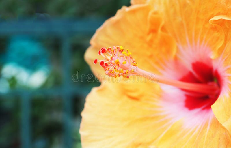 Yellow Pollen Hibiscus Flower Stock Image - Image of exotic, petal ...