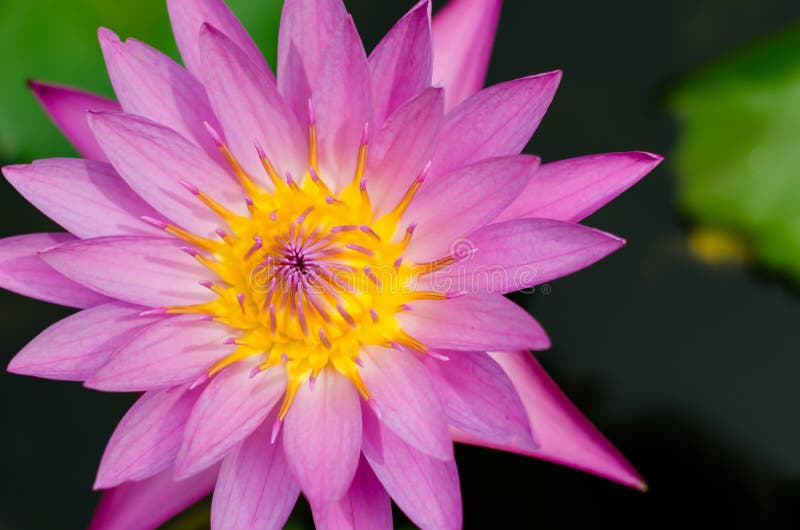 Yellow Pollen of Magenta Lotus Blooming. Stock Photo - Image of ...