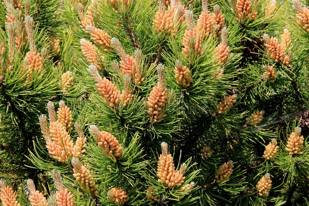 Yellow Pollen on a New Pine Blossom Stock Image - Image of bloom, drug ...