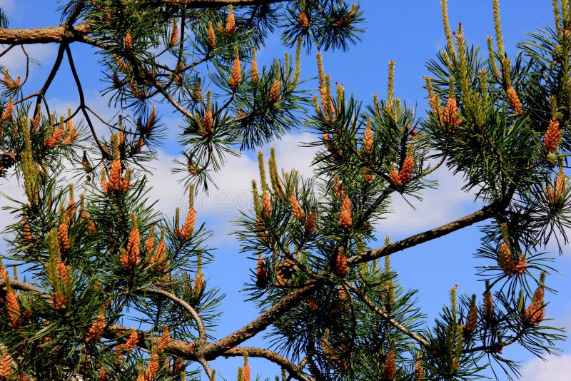 Yellow Pollen on a New Pine Blossom Stock Photo - Image of drug, cone ...