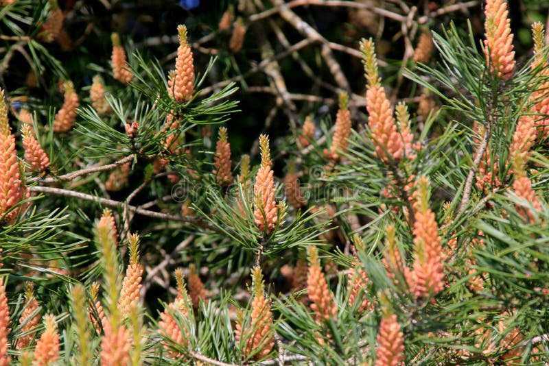 Yellow Pollen on a New Pine Blossom Stock Image - Image of evergreen ...