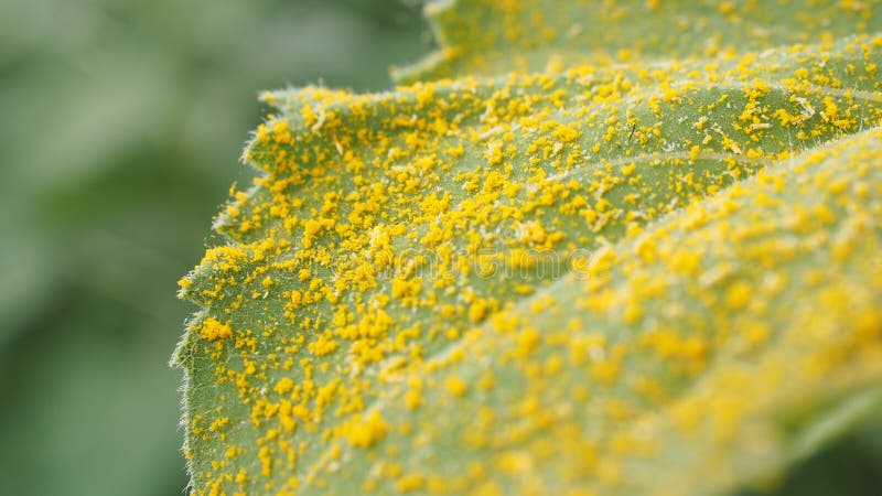 Yellow Pollen Sunflower on Leaf Stock Photo - Image of color, green ...