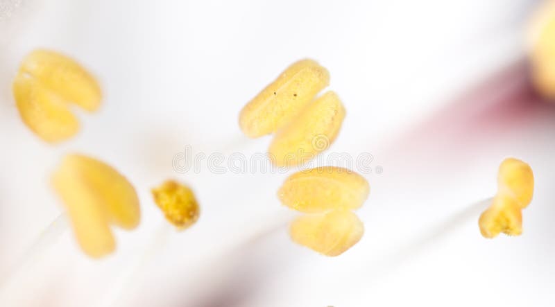 Yellow Pollen in a White Flower. Macro Stock Image - Image of copy ...