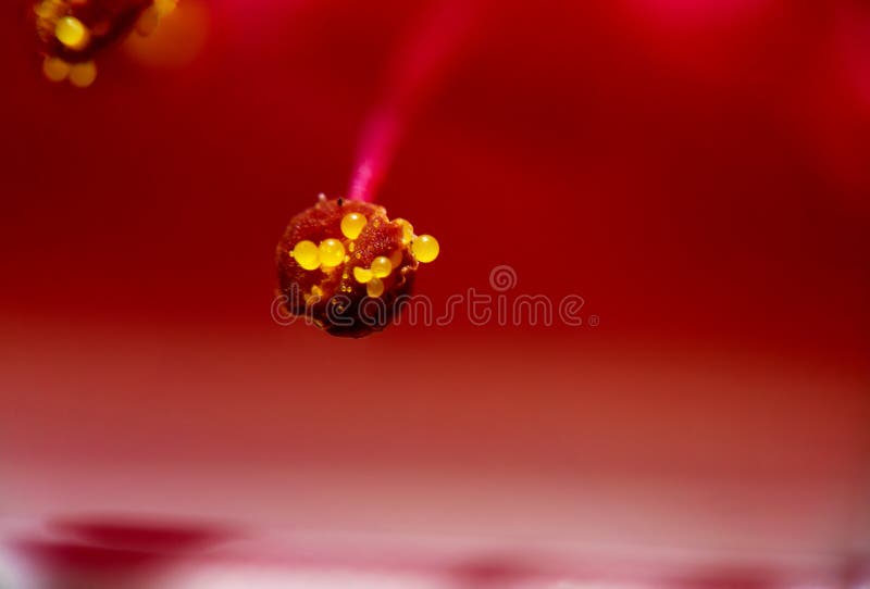 Yellow pollen. stock photo. Image of perfection, color - 99807974