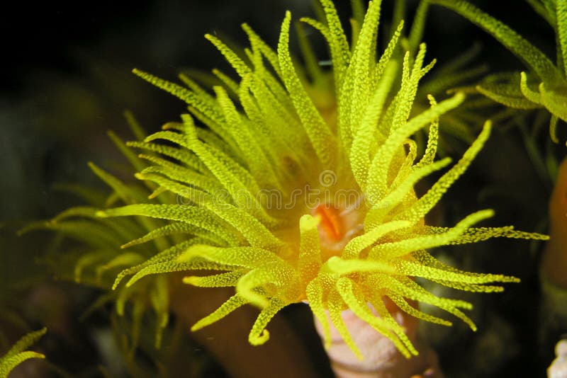 Yellow polyp stock image. Image of diver, dark, anemone - 6481165