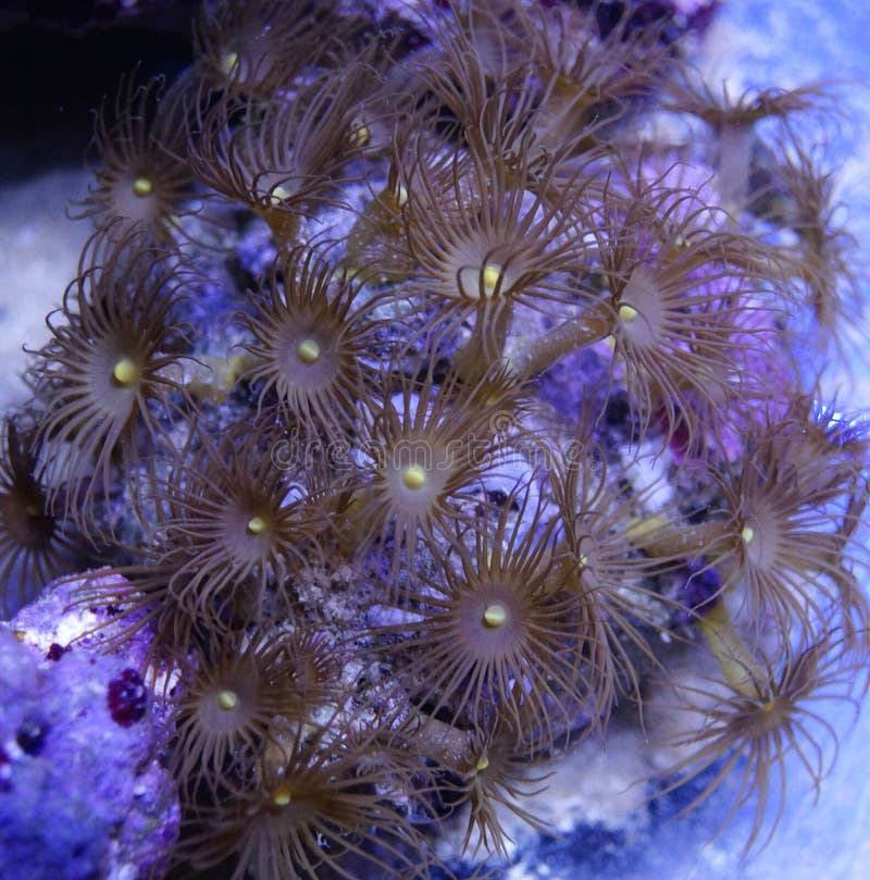 Yellow Polyp Coral stock photo. Image of detail, coral - 69414484