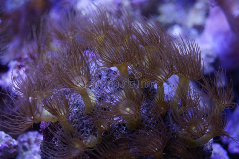 Yellow polyp stock image. Image of diver, dark, anemone - 6481165