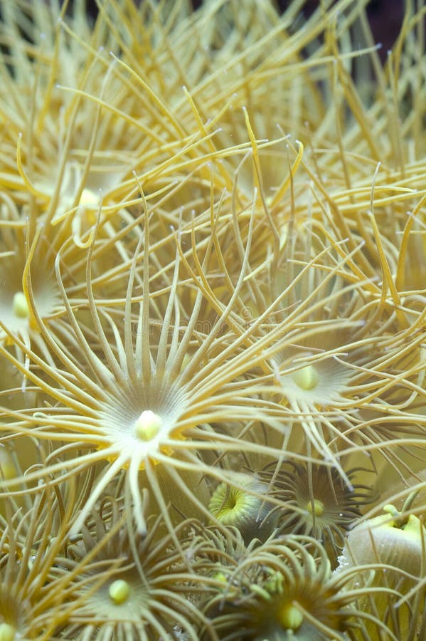 Coral Polyps stock photo. Image of pattern, tropical, coral - 9442646