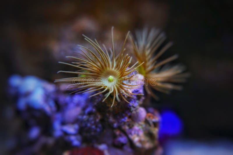 Yellow Polyps stock photo. Image of blenny, shot, glove - 78230868