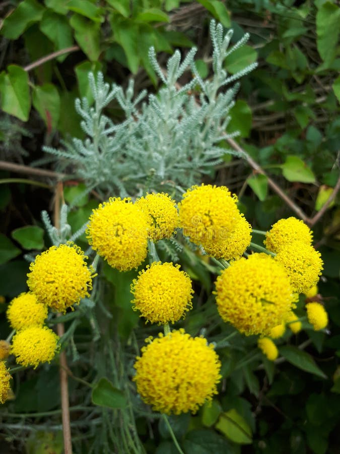 Yellow Pom Poms stock photo. Image of summer, flowers - 95537660