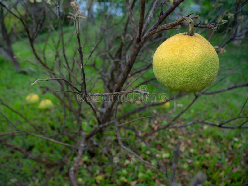 2,470 Dead Fruit Tree Stock Photos - Free & Royalty-Free Stock Photos ...