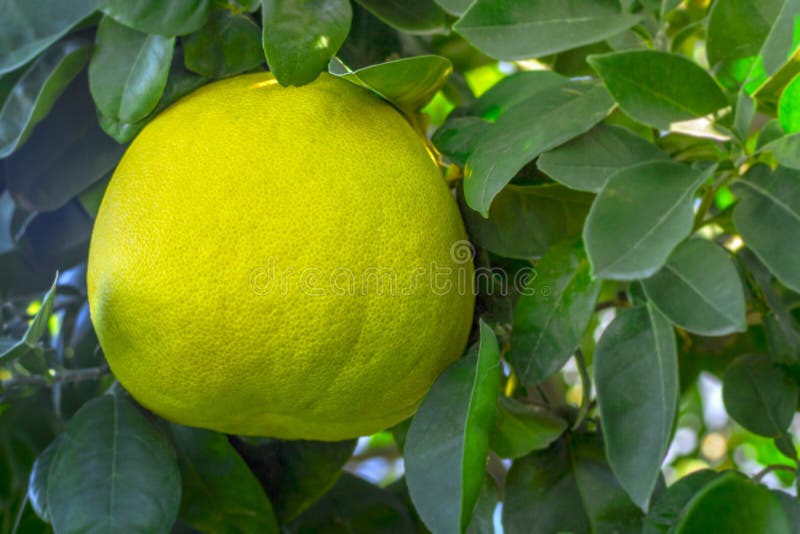 Yellow Pomelo Surrounded by Green Leaves Hanging on a Tree Branch Stock ...