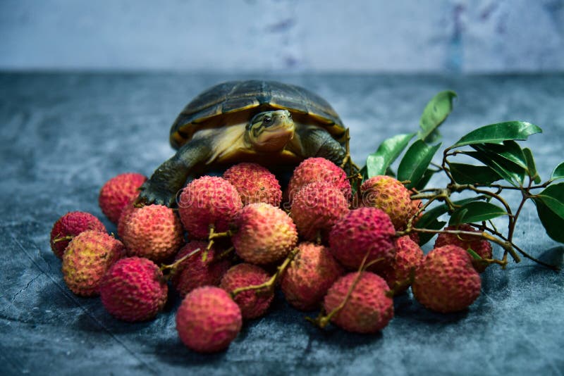 Little Lychee Stock Photos - Free & Royalty-Free Stock Photos from ...