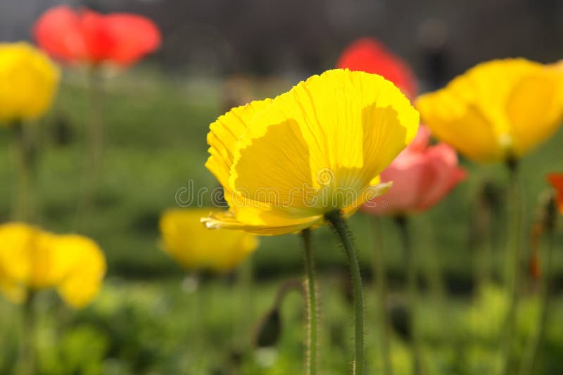 Yellow Poppy stock image. Image of environment, plant - 10820963