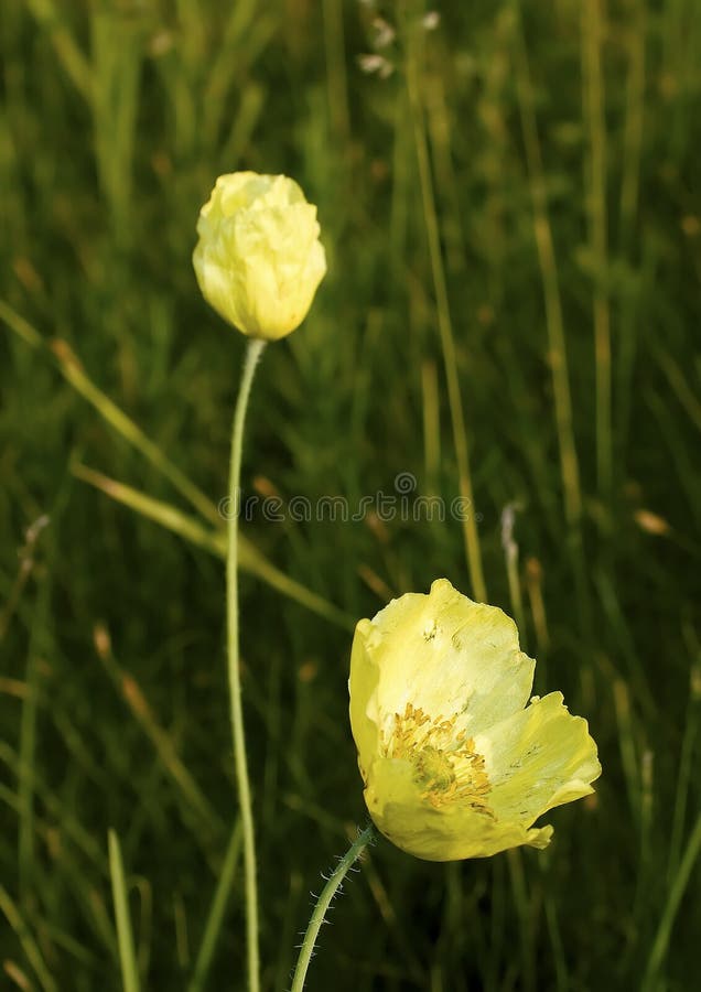 Yellow poppy stock image. Image of beauty, golden, plant - 13496903