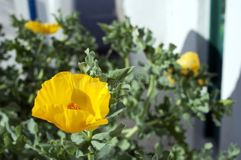 Yellow poppy flower stock image. Image of leaf, close - 93603811