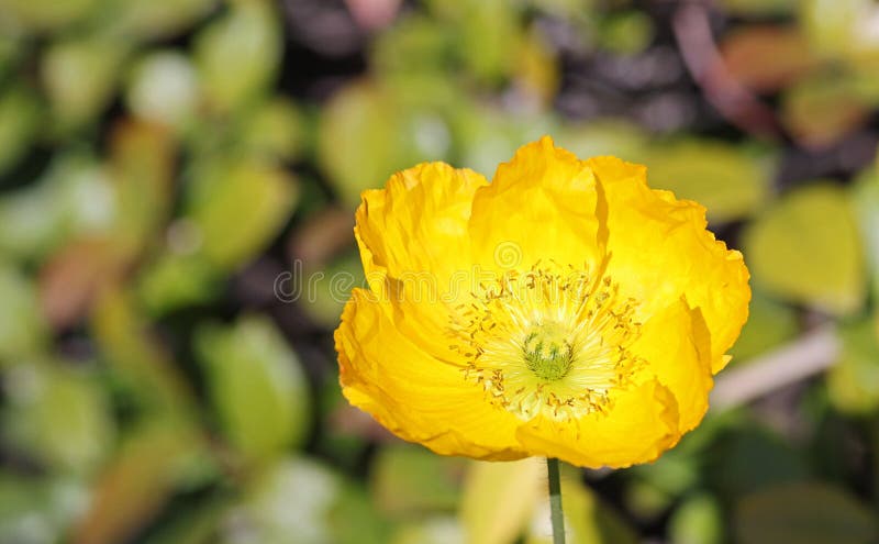 Yellow poppy flower stock image. Image of flower, botanical - 39453897