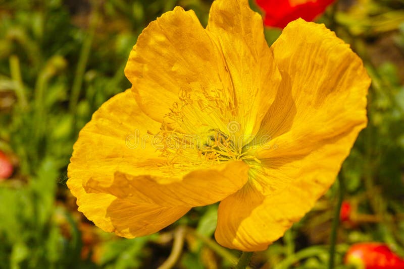 Yellow poppy stock photo. Image of color, green, flower - 71866132