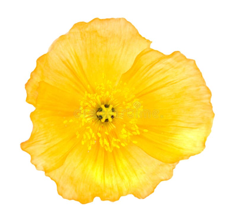 Yellow poppy stock image. Image of soft, flower, bloom - 65524959