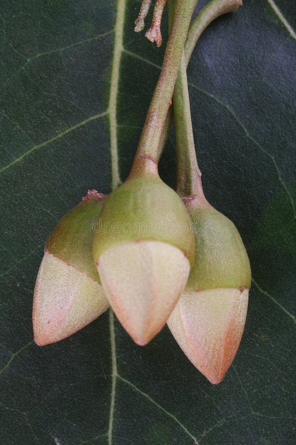 Portia flower stock photo. Image of asia, white, thai - 32236754