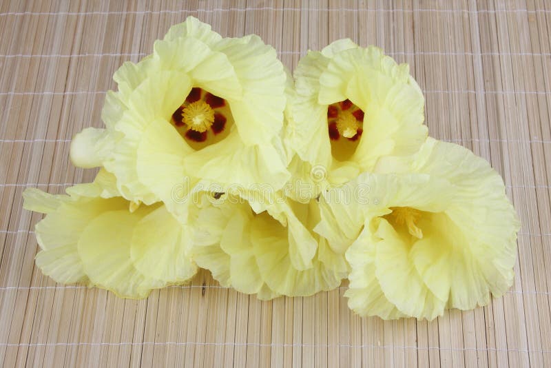 Yellow Portia flower stock photo. Image of sand, thai - 37409702