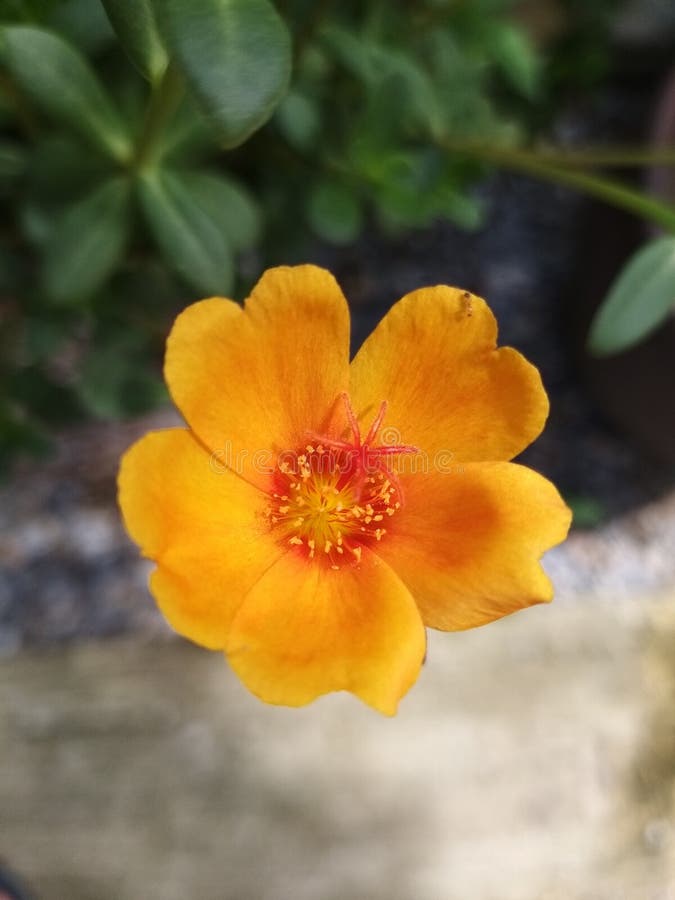 Yellow portulaca flower stock image. Image of herb, plant - 192202539
