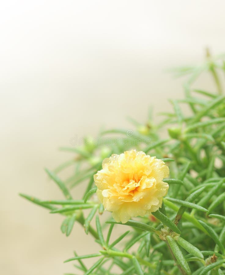 Yellow portulaca flower stock photo. Image of annual - 29570026